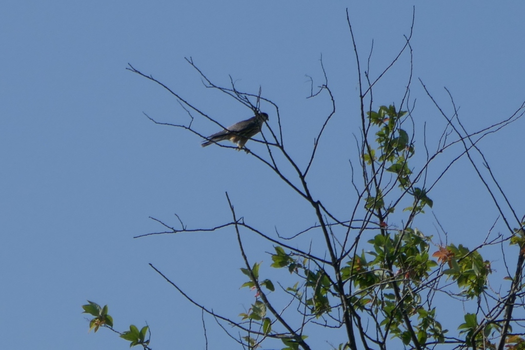 Eurasian Hobby from г. Томск, Томская обл., Россия on August 28, 2021 ...