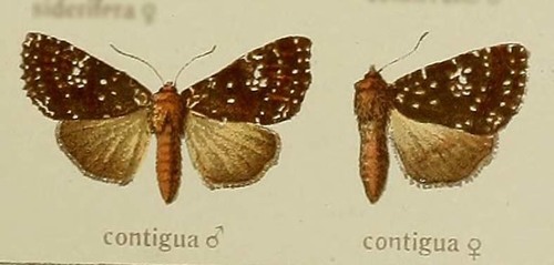 Prospalta contigua · iNaturalist