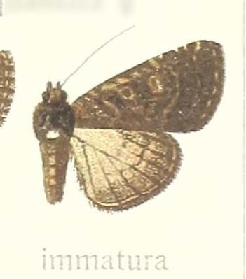 Prospalta immatura · iNaturalist