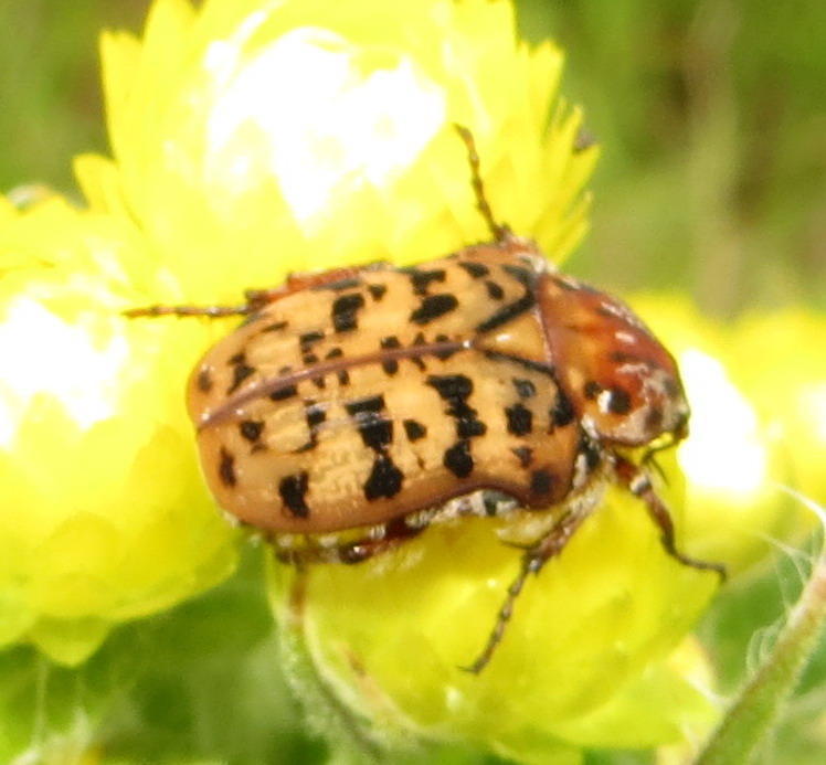 Tiger Fruit Chafer (Cetoniinae of Africa) · BioDiversity4All