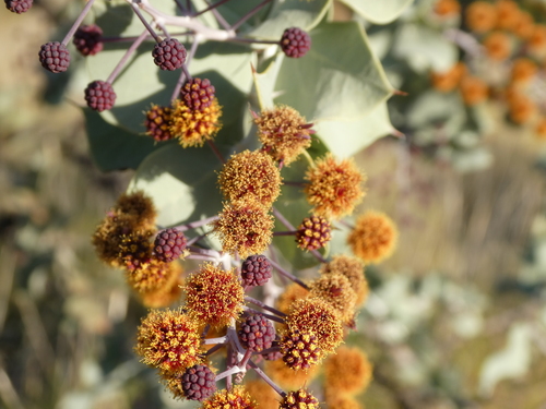 Acacia inaequilatera · iNaturalist Mexico