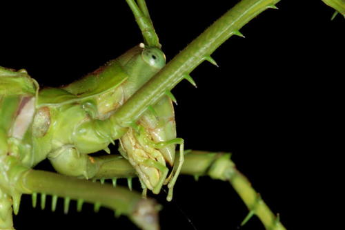 Subgenus Clonia · iNaturalist