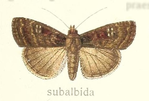 Prospalta subalbida · iNaturalist