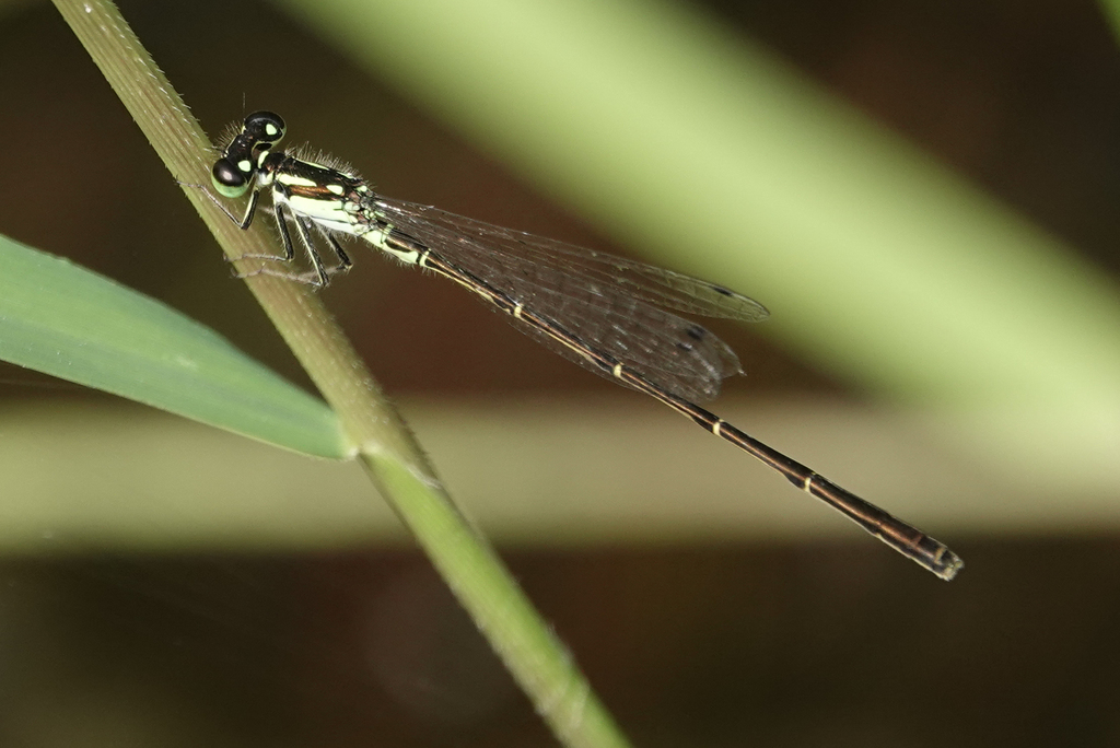 Fragile Forktail (Odonata of the Anacostia River Watershed) · iNaturalist