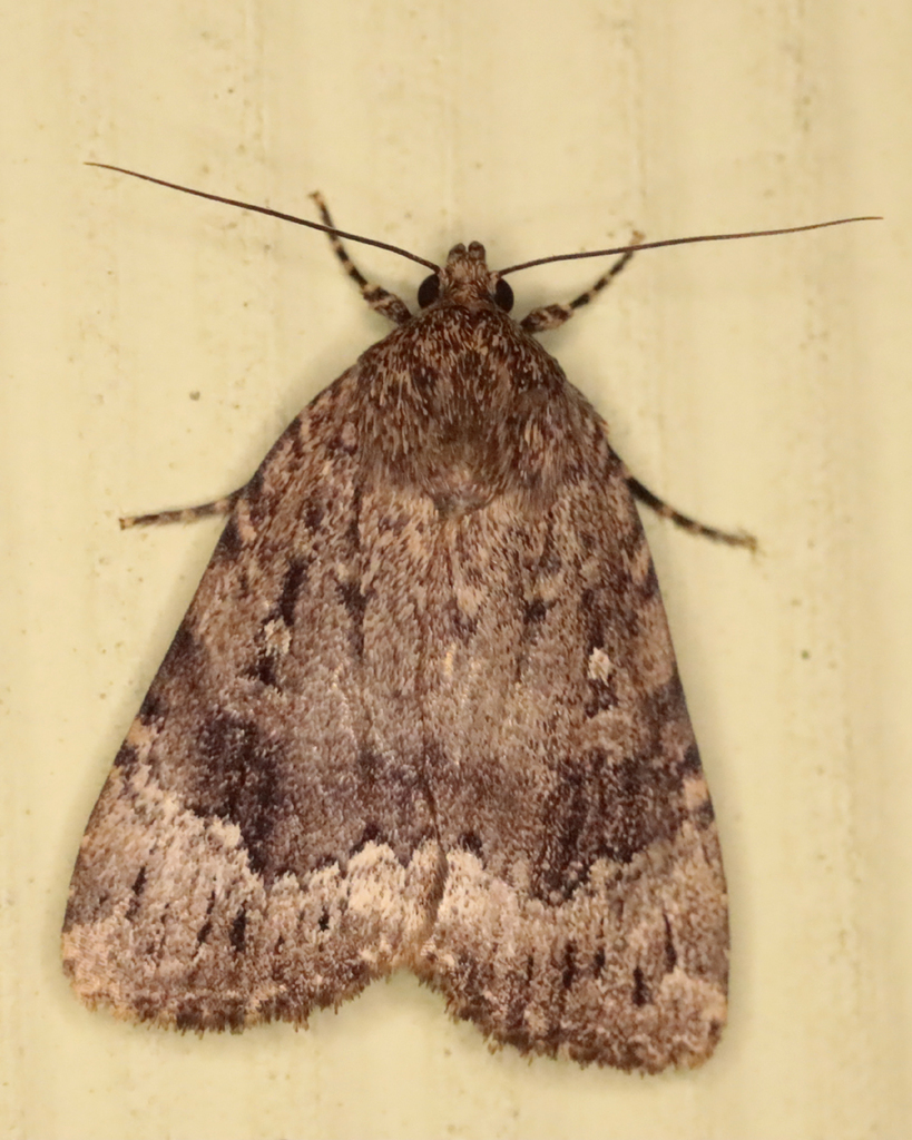 American Copper Underwing from McLean, NY 13102, USA on August 26, 2021 ...