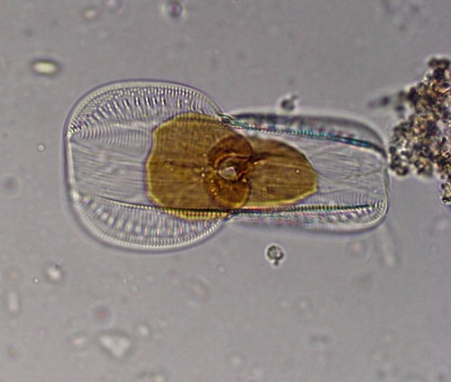 Entomoneis alata · iNaturalist Ecuador