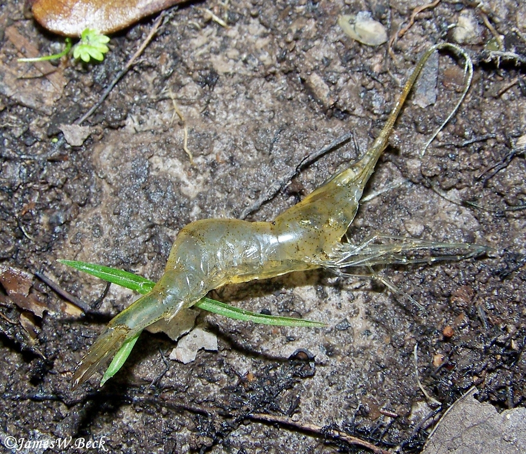 Daggerblade Grass Shrimp (Baal ) · iNaturalist Mexico