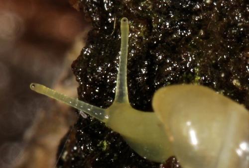 Crystalline Awl Snail (Opeas crystallinum) · iNaturalist