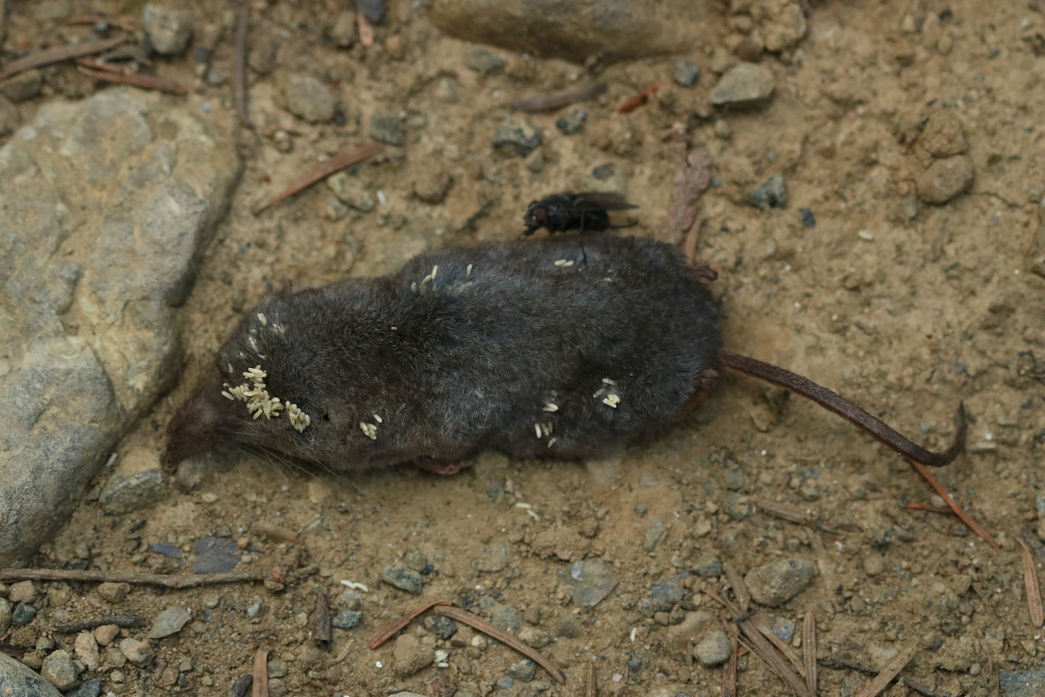 Sorex fumeus G.M.Miller, 1895