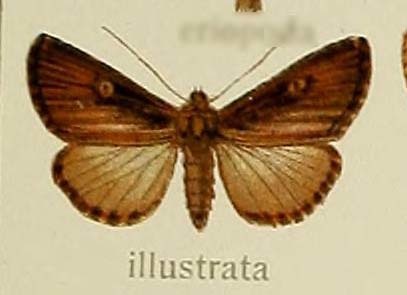Condica illustrata · iNaturalist