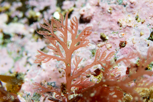 Plocamium secundatum · iNaturalist