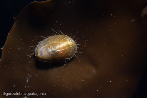 Nacella mytilina · iNaturalist