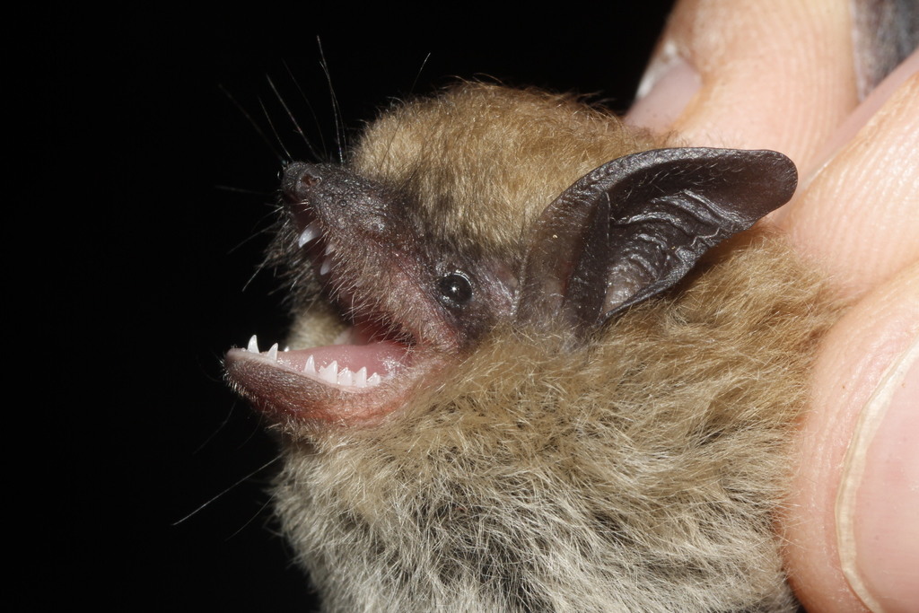 California Myotis (Myotis californicus) - Know Your Mammals