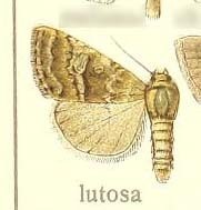 Hadjina lutosa · iNaturalist