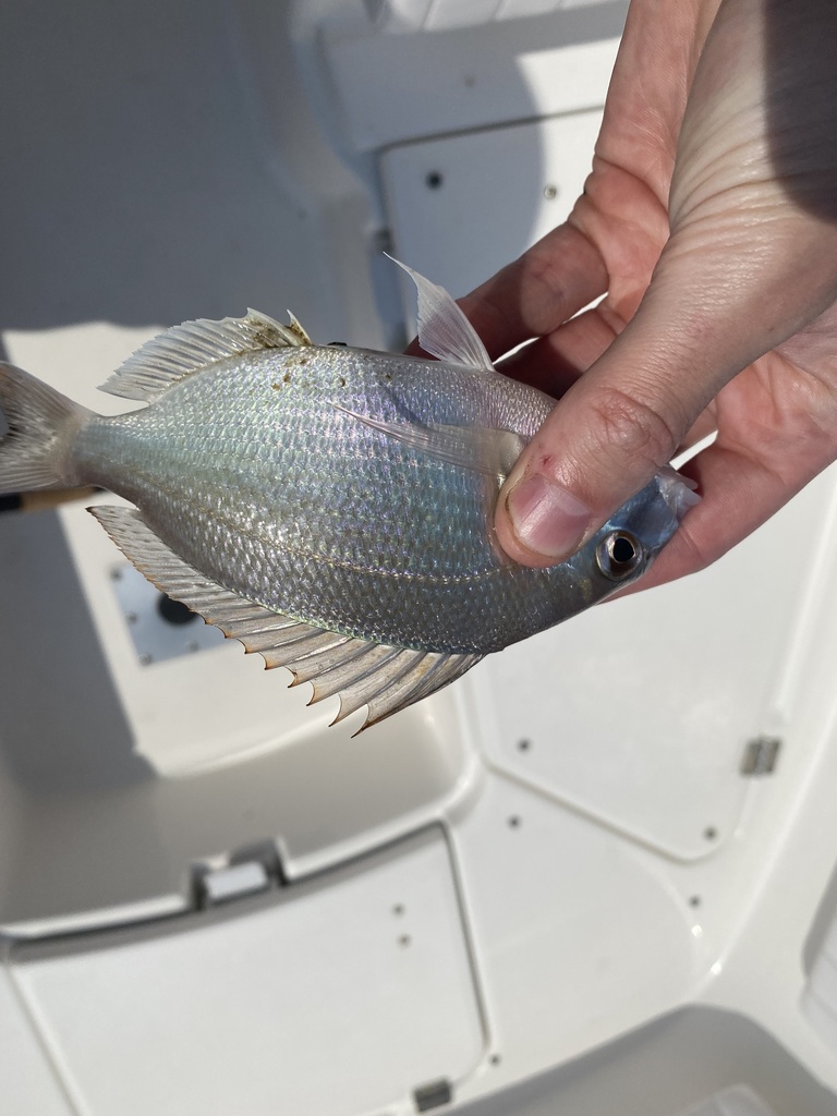 Scup in August 2021 by Zackary · iNaturalist