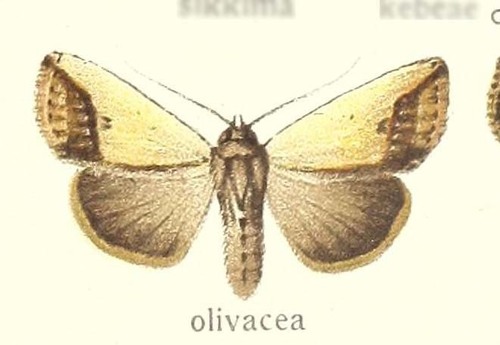Bagada olivacea · iNaturalist