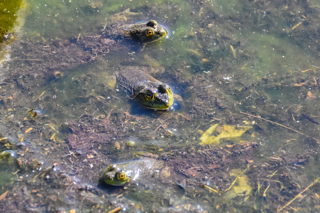 American Bullfrog from Blanchard Rd., Blanchard, ME, USA on August 27 ...