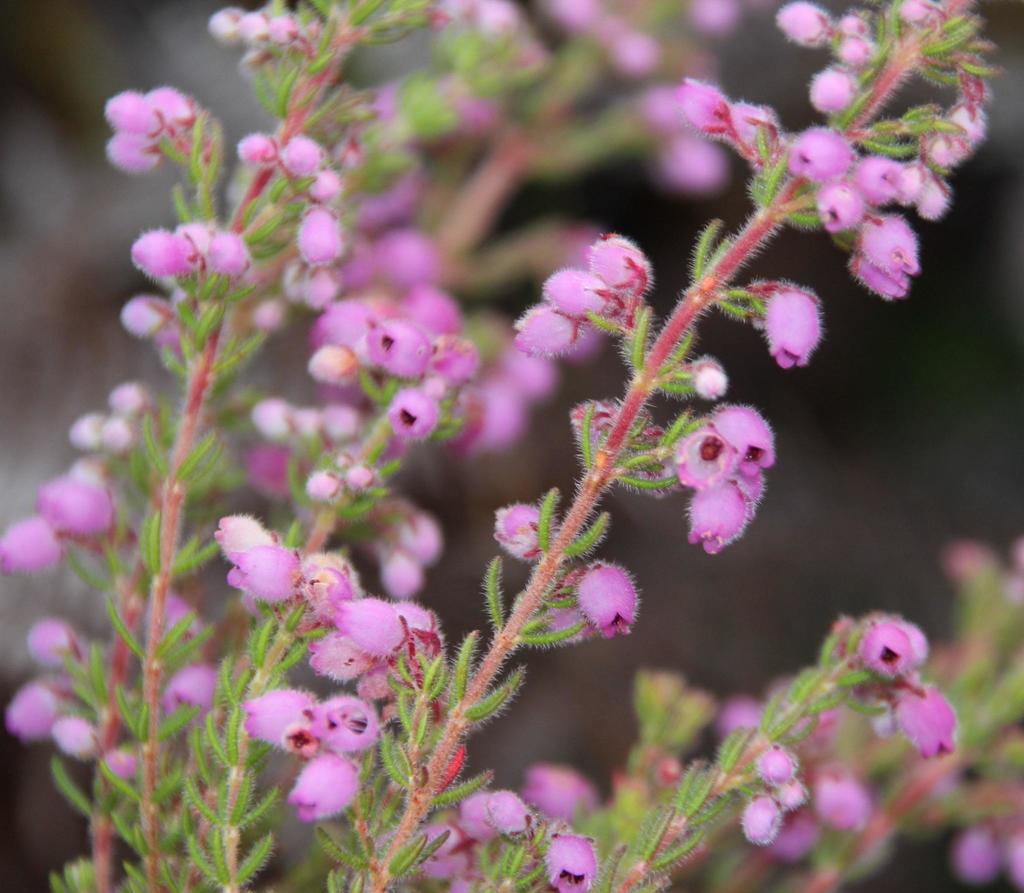 Hairyflower Heath (Heaths of the Cape Peninsula) · iNaturalist