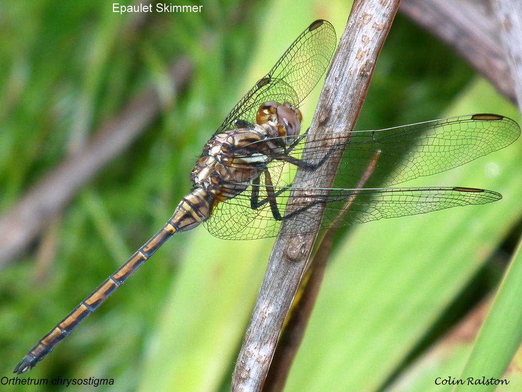 Epaulet Skimmer from Garden Route Botanical Garden on December 22, 2011 ...