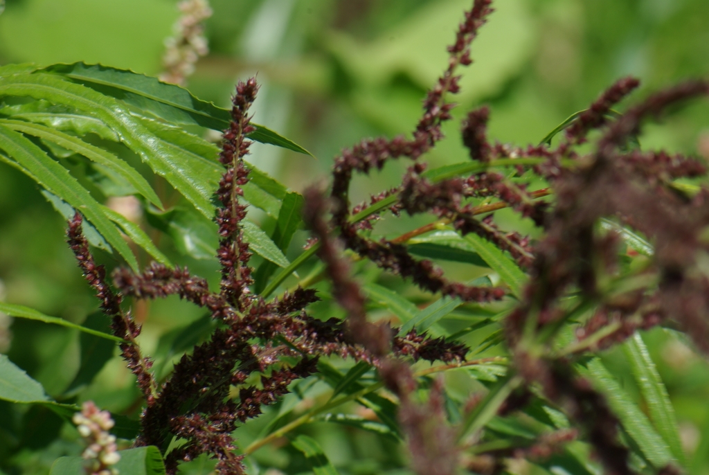 barnyardgrass from St. Andrews, MB, Canada on August 14, 2021 at 09:48 ...