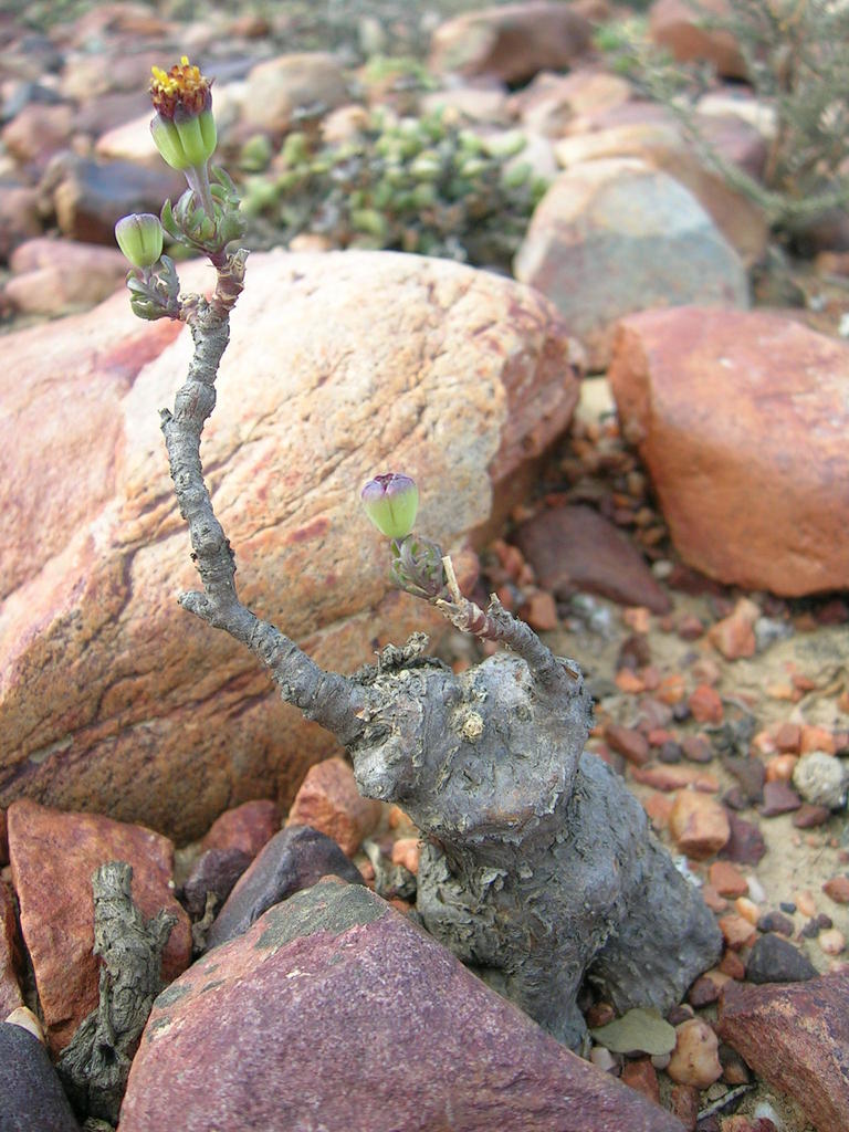Broken Babooncabbage (Othonna retrofracta) - Botanical Realm