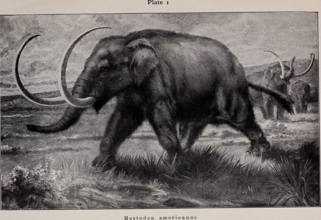 American Mastodon (Mammut americanum) - Know Your Mammals