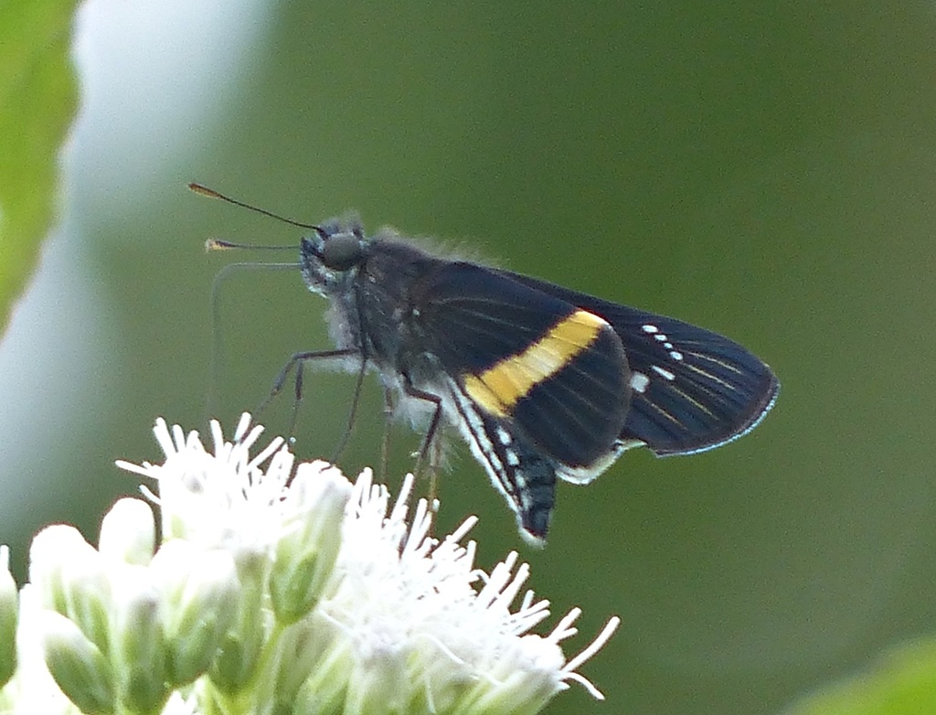 Zenis jebus jebus (Panamã Guaçu I) · iNaturalist