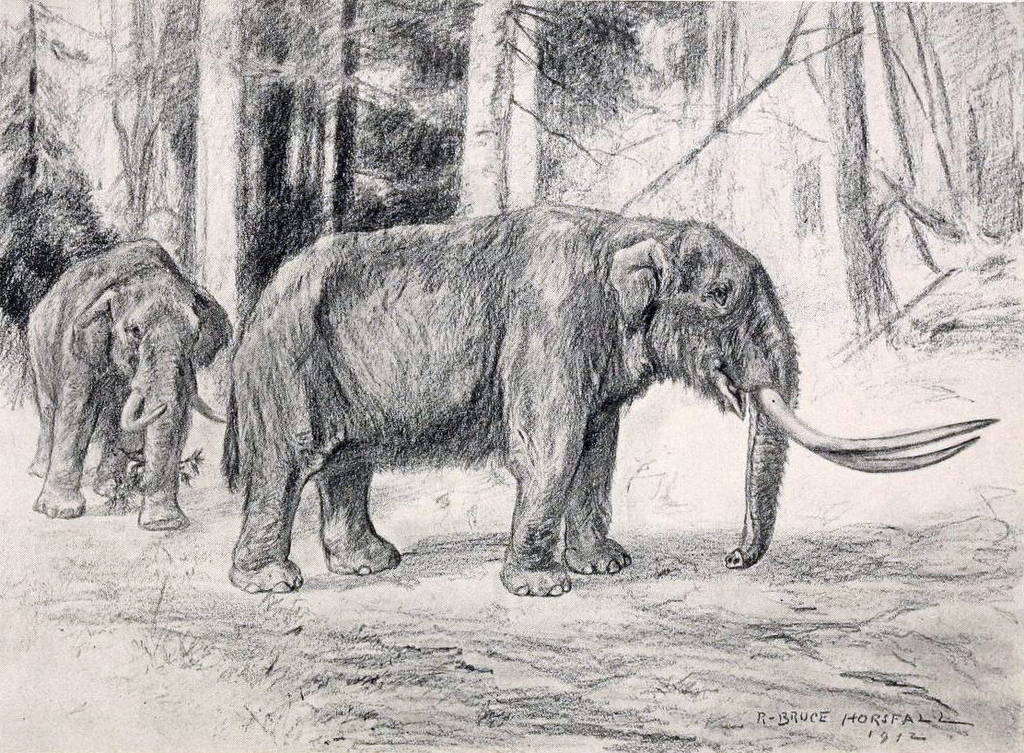 Mastodons (Mammutidae) - Know Your Mammals