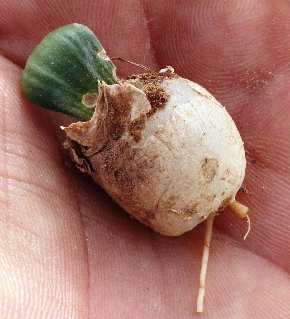 (Austronea densiflora) - Botanical Realm