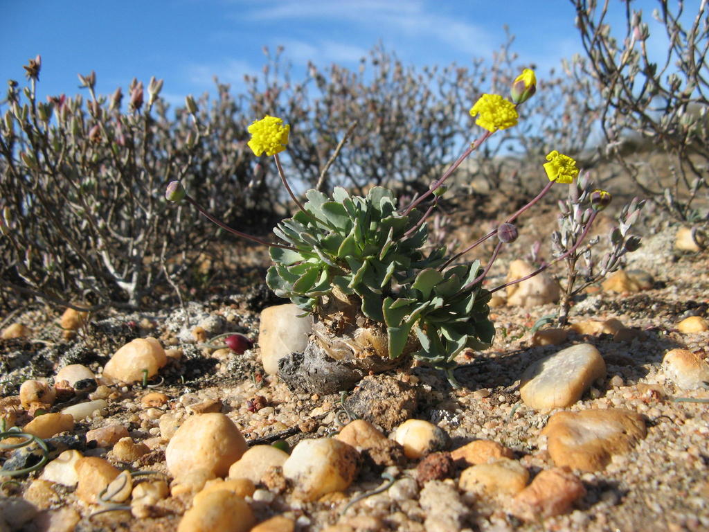 Potato Babooncabbage (Othonna cacalioides) - Botanical Realm