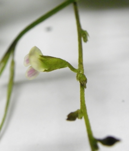 Subspecies Teramnus labialis labialis · iNaturalist