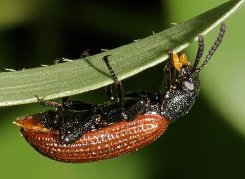 Genus Xanthothopeia · iNaturalist