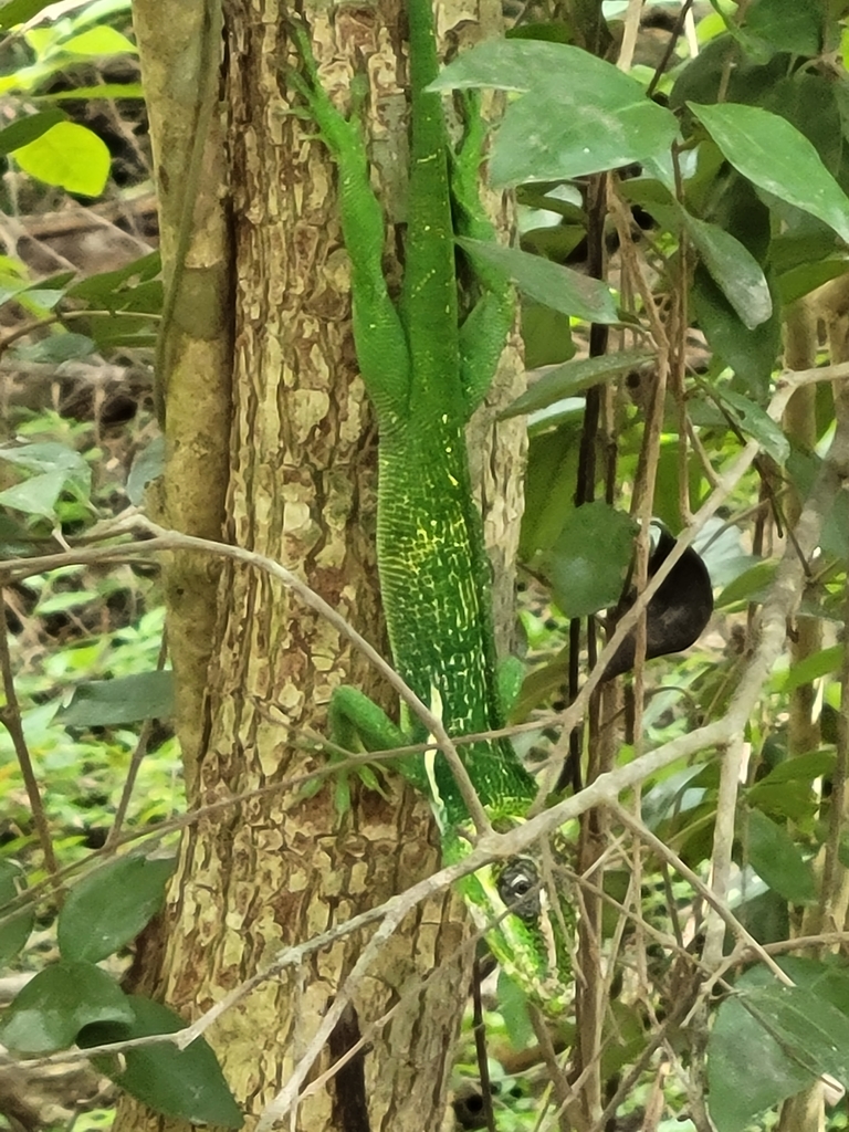 Knight Anole from Palmetto Bay, FL, USA on August 28, 2021 at 03:37 PM ...