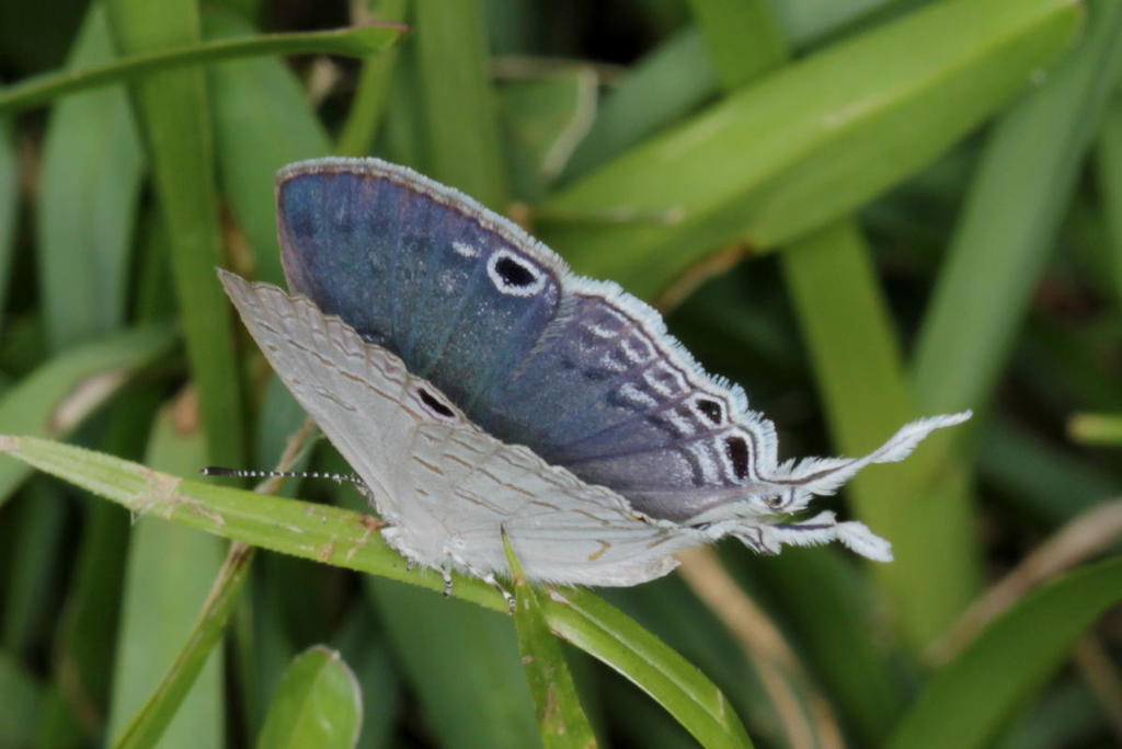 Tailed Black-eye (Moths and Butterflies of the Mfolozi River catchment ...