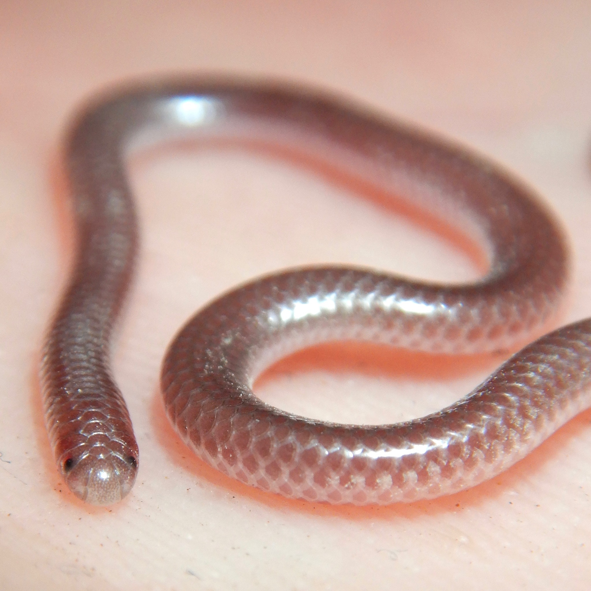 Rena humilis humilis