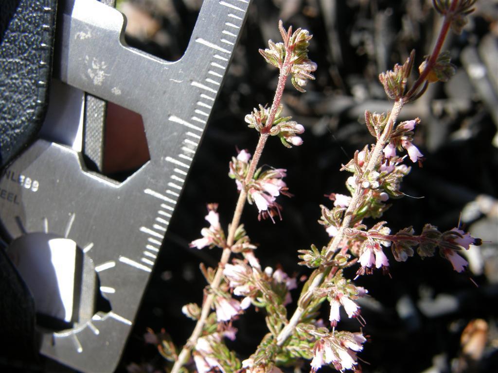 Rednut Heath from Greyton Nature Reserve, Perdekop on December 31, 2013 ...
