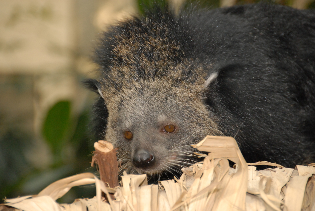 Binturong (Arctictis binturong) - Know Your Mammals