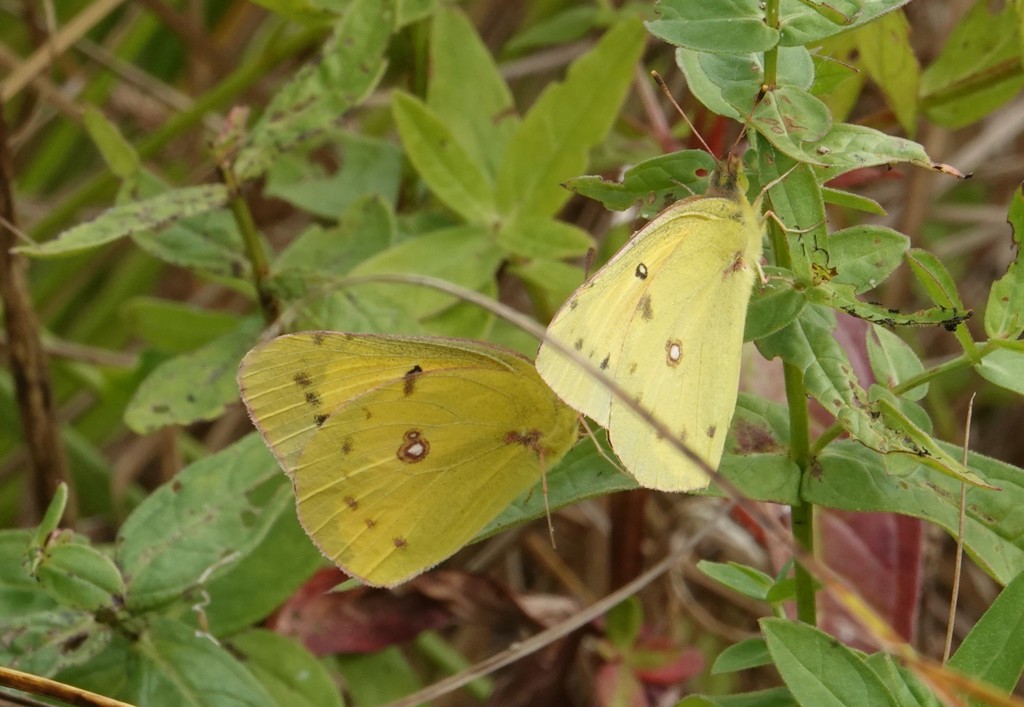 Orange Sulphur from Old Toronto, Toronto, ON, Canada on August 28, 2021 ...