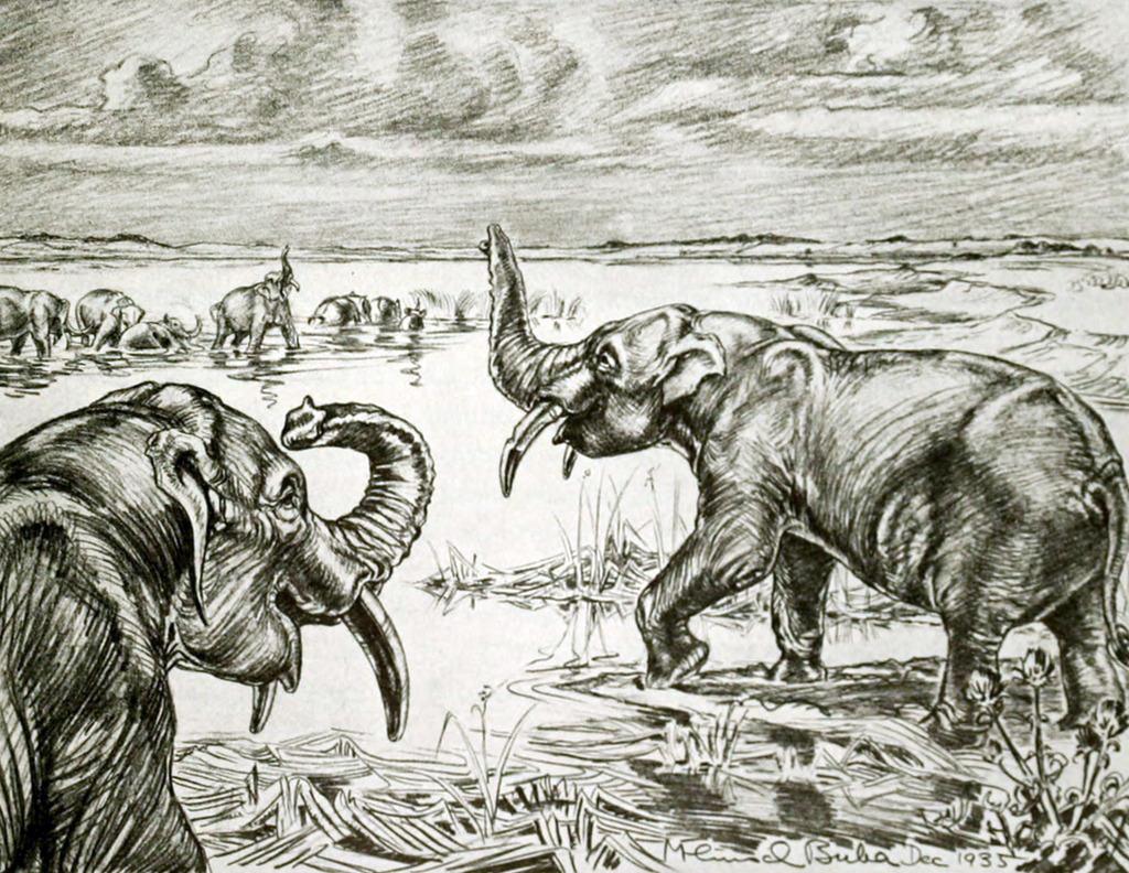 (Notiomastodon) - Know Your Mammals
