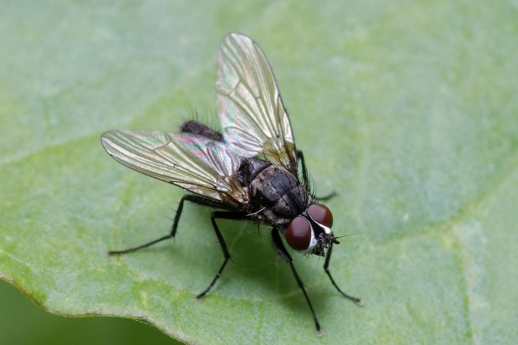 Root-maggot Flies in August 2021 by sylvester_k · iNaturalist