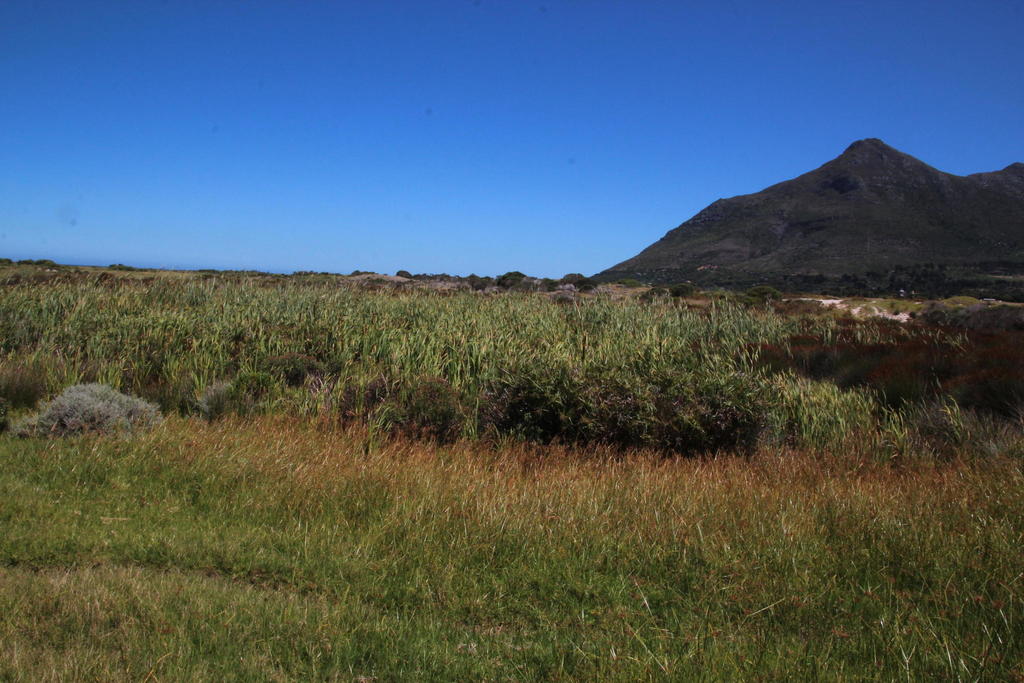 Cape Bulrush (Typha capensis) - Botanical Realm