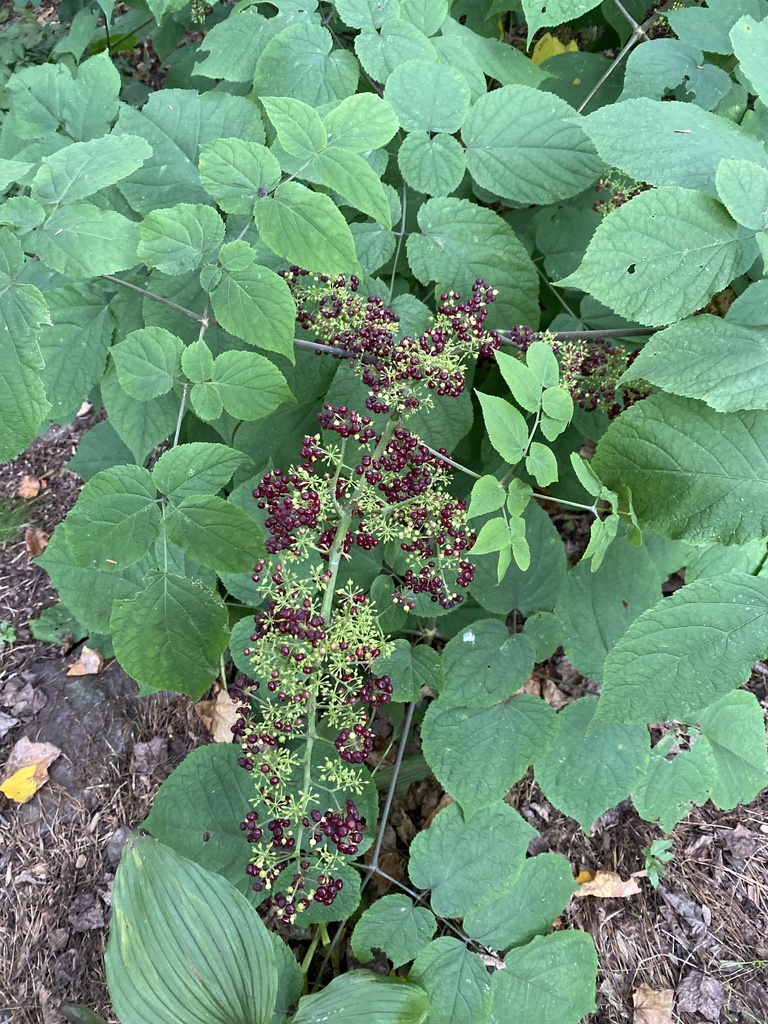American spikenard from Mt. Cuba Center, Hockessin, DE, US on August 28 ...