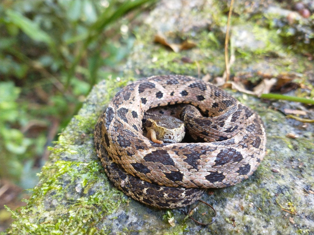 Jararacussu (Bothrops jararacussu) - Snakes and Lizards