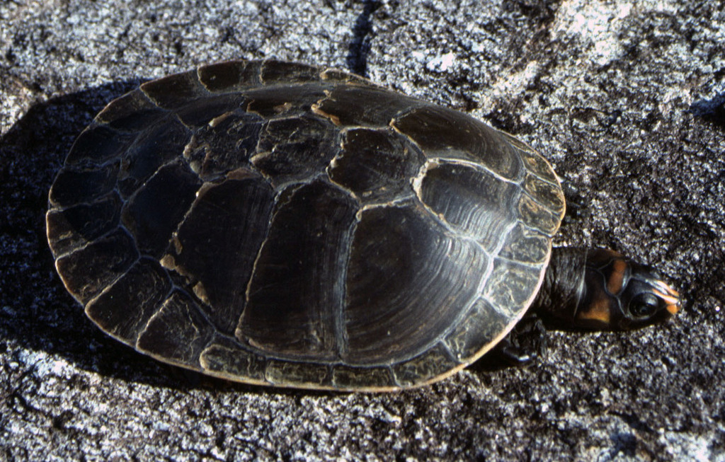 Red-headed Amazon River Turtle in November 1989 by nic0suave1. Field ...