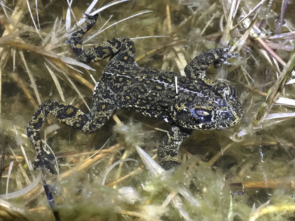 Dixie Valley Toad in April 2018 by Corey Lange · iNaturalist