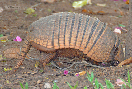 (Euphractus) - Know Your Mammals