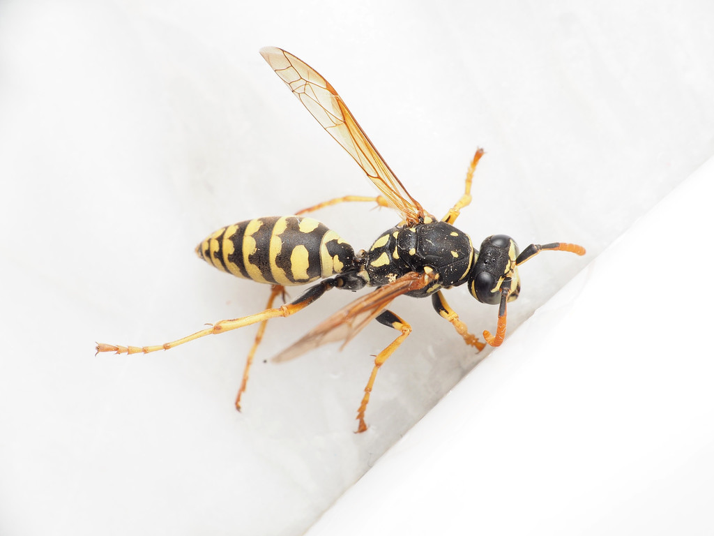 European Paper Wasp in August 2021 by Katja Schulz · iNaturalist