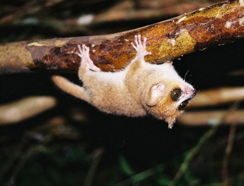 Rufous Mouse Lemur in December 2003 by vproenca · iNaturalist