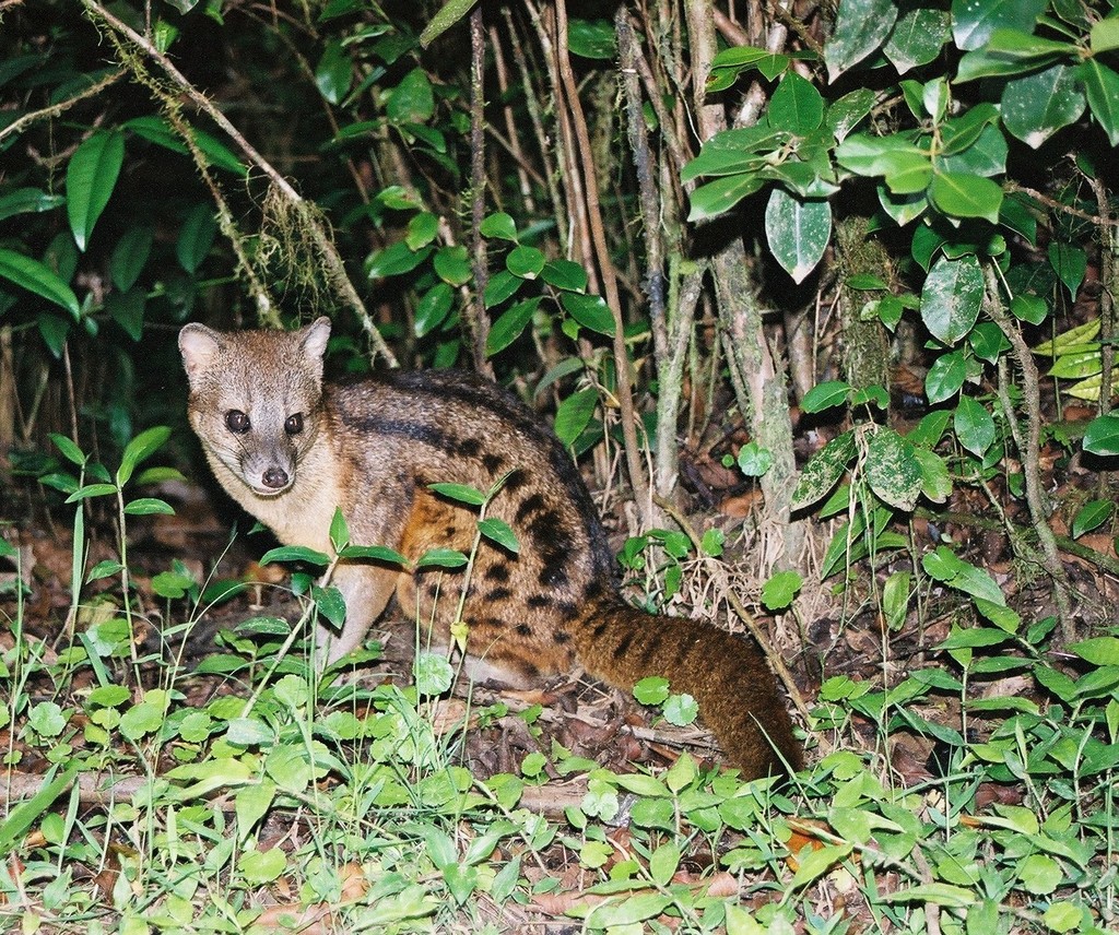 Fanaloka in December 2003 by vproenca · iNaturalist