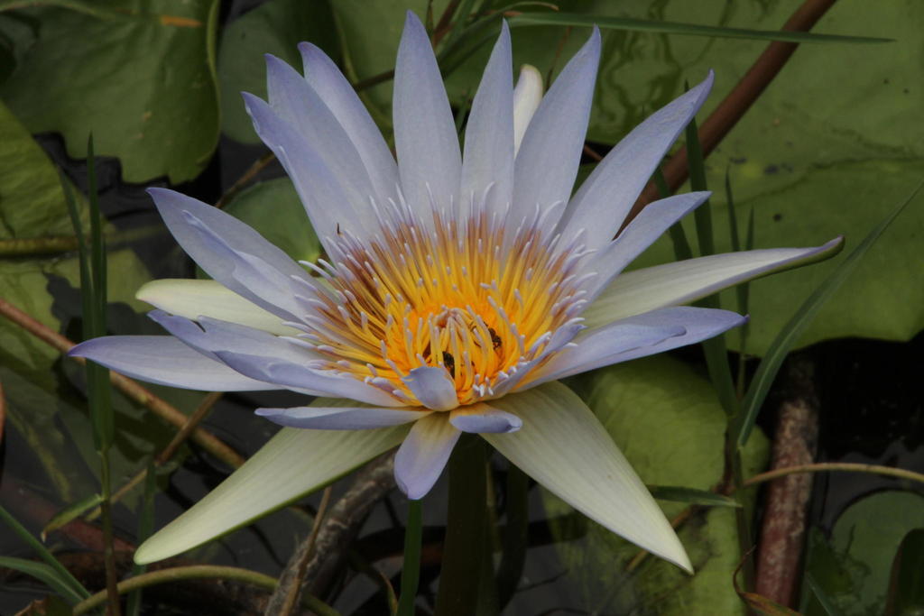 Blue Water Lily (Nymphaea nouchali caerulea) - Botanical Realm